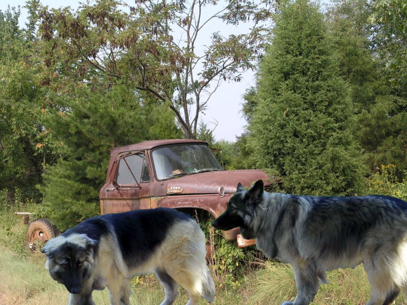 Cooper's Shiloh Shepherd Blog: Cooper & Kira - World Travellers ...