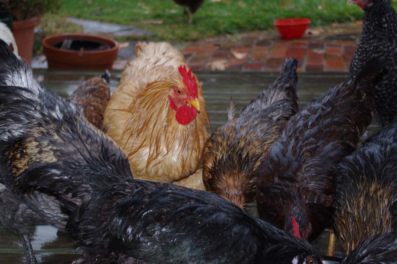 Poultry Science, Chicken Culture: A Partial Alphabet: 2010-11-28