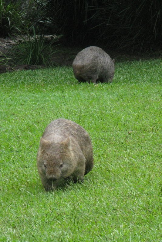 Anna's Ambles: Australia Zoo - Wombats