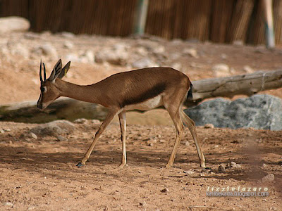 Kali : AL AIN ZOO, UAE