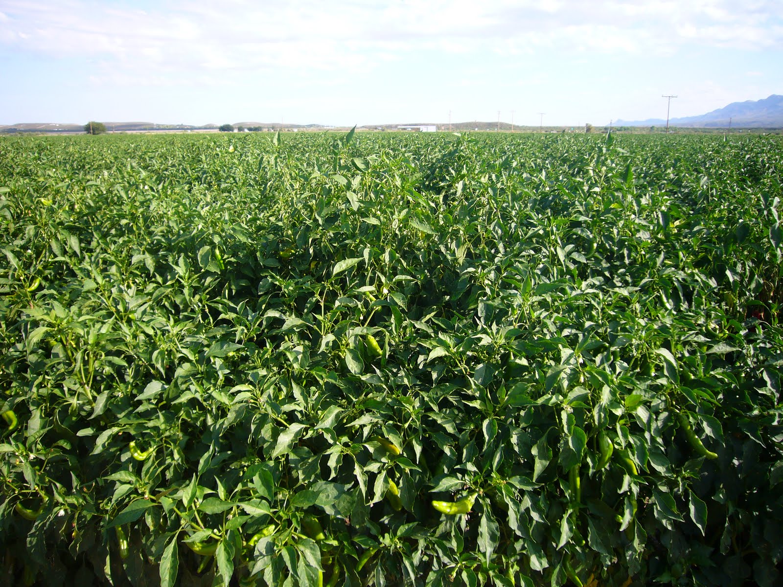 Eating on Two Wheels: What I Did Last Summer - Part Five (Hatch Chile ...