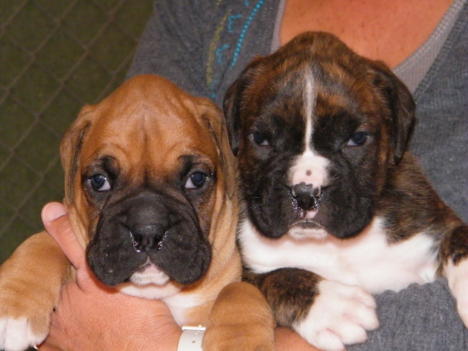 CRIADERO CANINO.:.:.:: BOXER UN MACHO BAYO Y UNA HEMBRA ATIGRADA