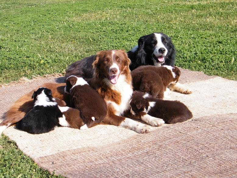 CRIADERO CANINO.:.:.:: BORDER COLLIE, CACHORROS CAFE CON BLANCO Y NEGRO ...
