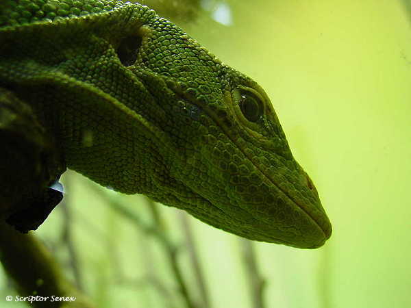 RAMBLES FROM MY CHAIR: Wednesday Wildlife