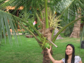 AmazingLeon: Coconut tree "Buko in Short", Bohol Part 2