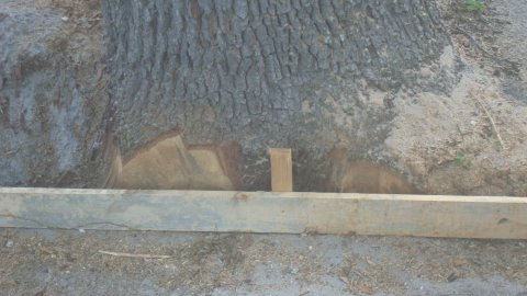 Gardening in Brevard: Tree roots cut for Sidewalk repair