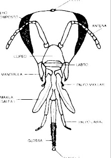 Simone Manejo de Pragas: Aparelhos Bucais - Lambedor