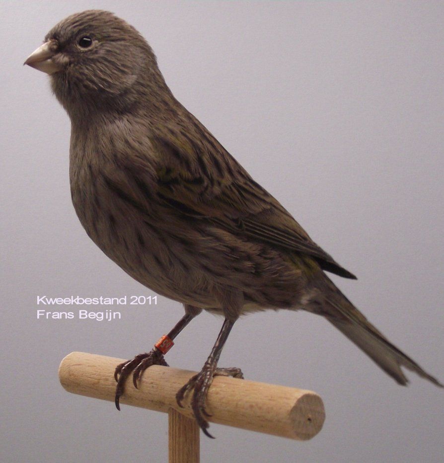 De kleurkanarie.nl: kobalt