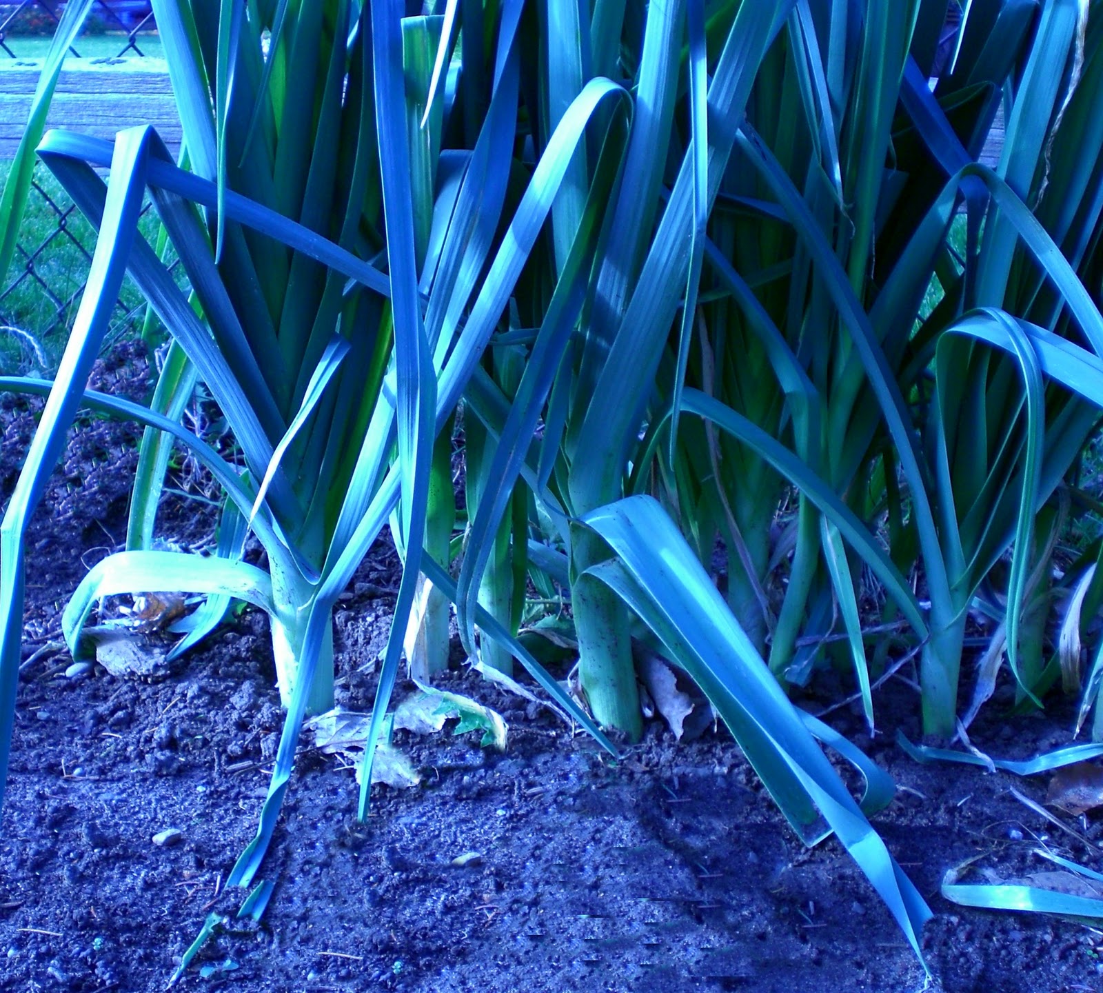 All about Leeks, Facts, History, Growing, Cooking and Everything Else