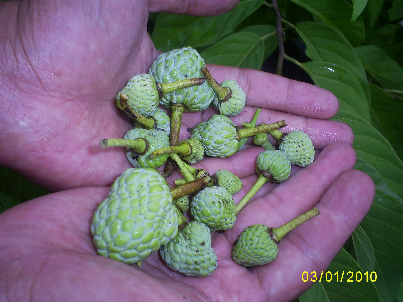 Ayo berkebun: Mencegah Rontok Bunga Srikaya Jumbo