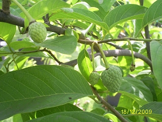 Ayo berkebun: Mencegah Rontok Bunga Srikaya Jumbo