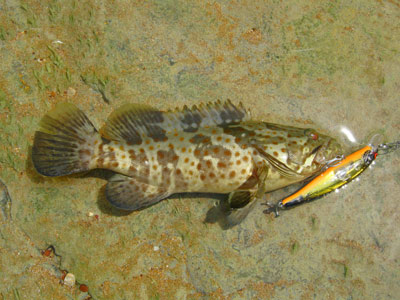 SECRET BARRAMUNDI by Hiro Nakamura: Rock Cod 11BOMBER LONG A 14A