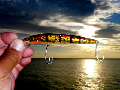 Best shallow diving spango lures | Fishing - Fishwrecked.com - Fishing ...