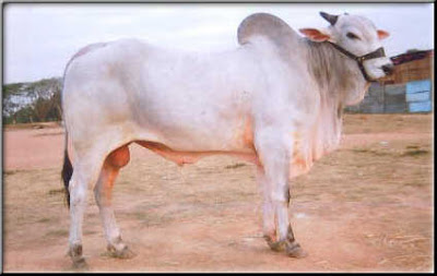 JUST A FEW THINGS I WANT TO SHARE: Ongole Bull The Pride of Andhra Pradesh