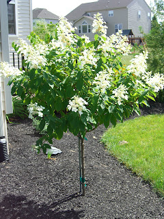 Love My Flowers: Pygmy Hydrangea Tree