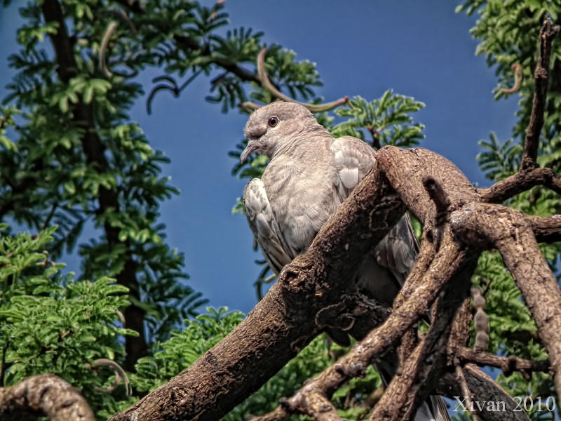 Peñon Blanco Durango: Nuestra Fauna, Paloma Huertera de Peñon Blanco ...