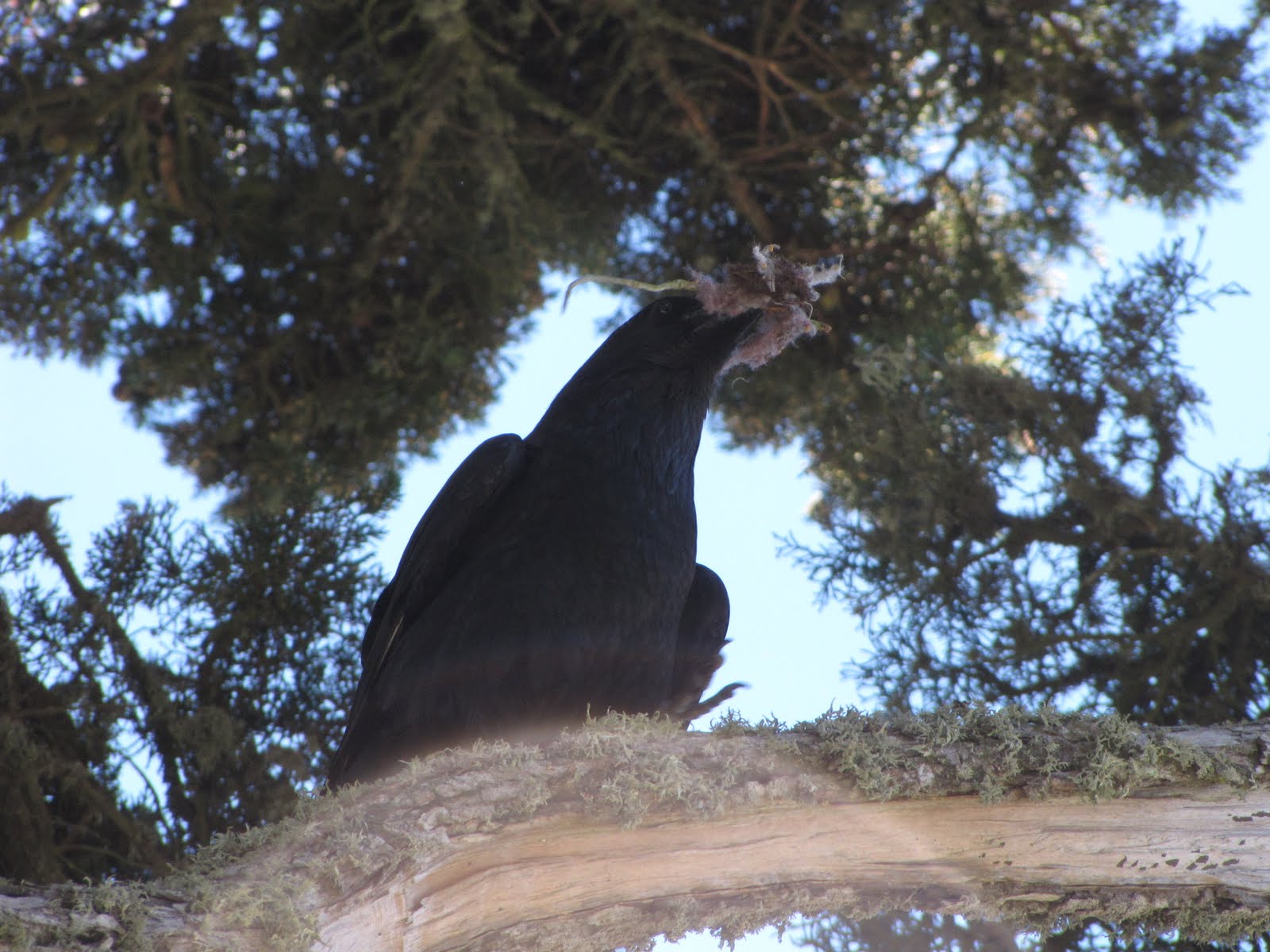 MAGANRORD: Young ravens hatch, parents behave cryptically (and what ...
