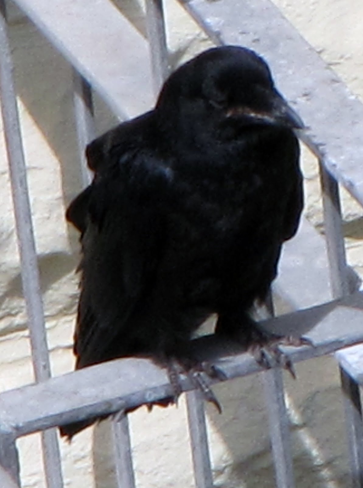 MAGANRORD: Oh, bloody murder