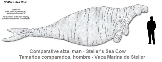 TIL that most mermaid "sightings" were most likely manatees, dugongs ...