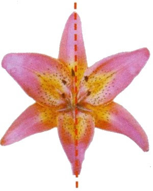 matematicamedie: La simmetria ... dove