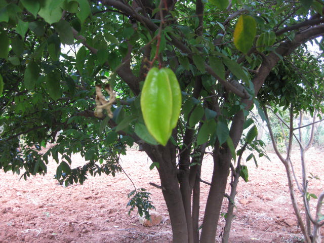 Creative and Crazy cooking for the Cool kids: Kamaranga pickle