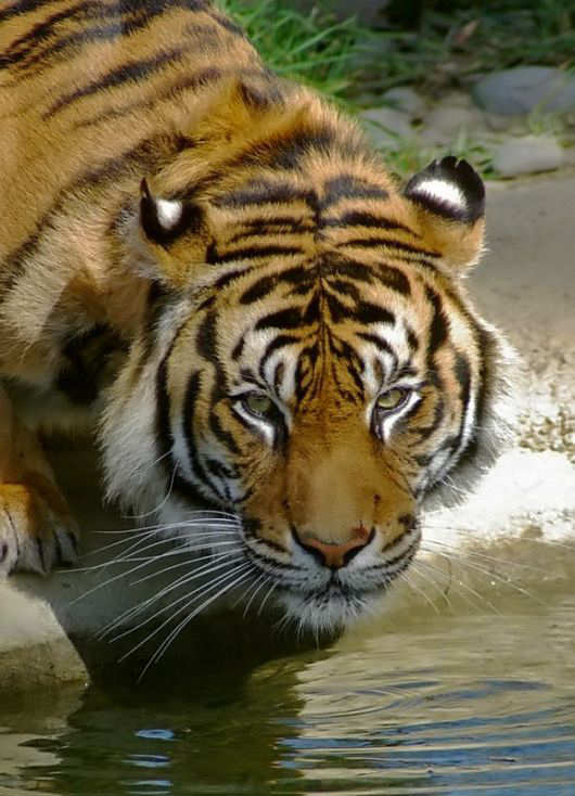 World's Most Beautiful Tiger - Sumatran Tiger