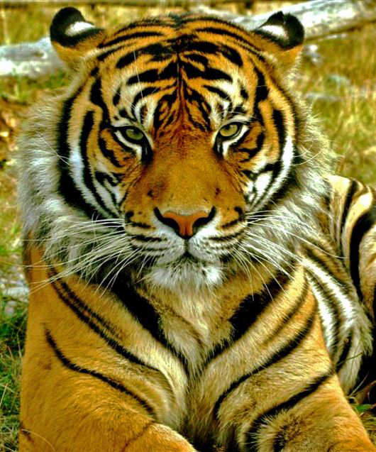 World's Most Beautiful Tiger - Sumatran Tiger