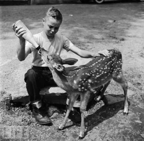 Baby Animals Being Bottle Fed