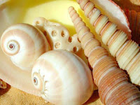 Amazing Sea Shells