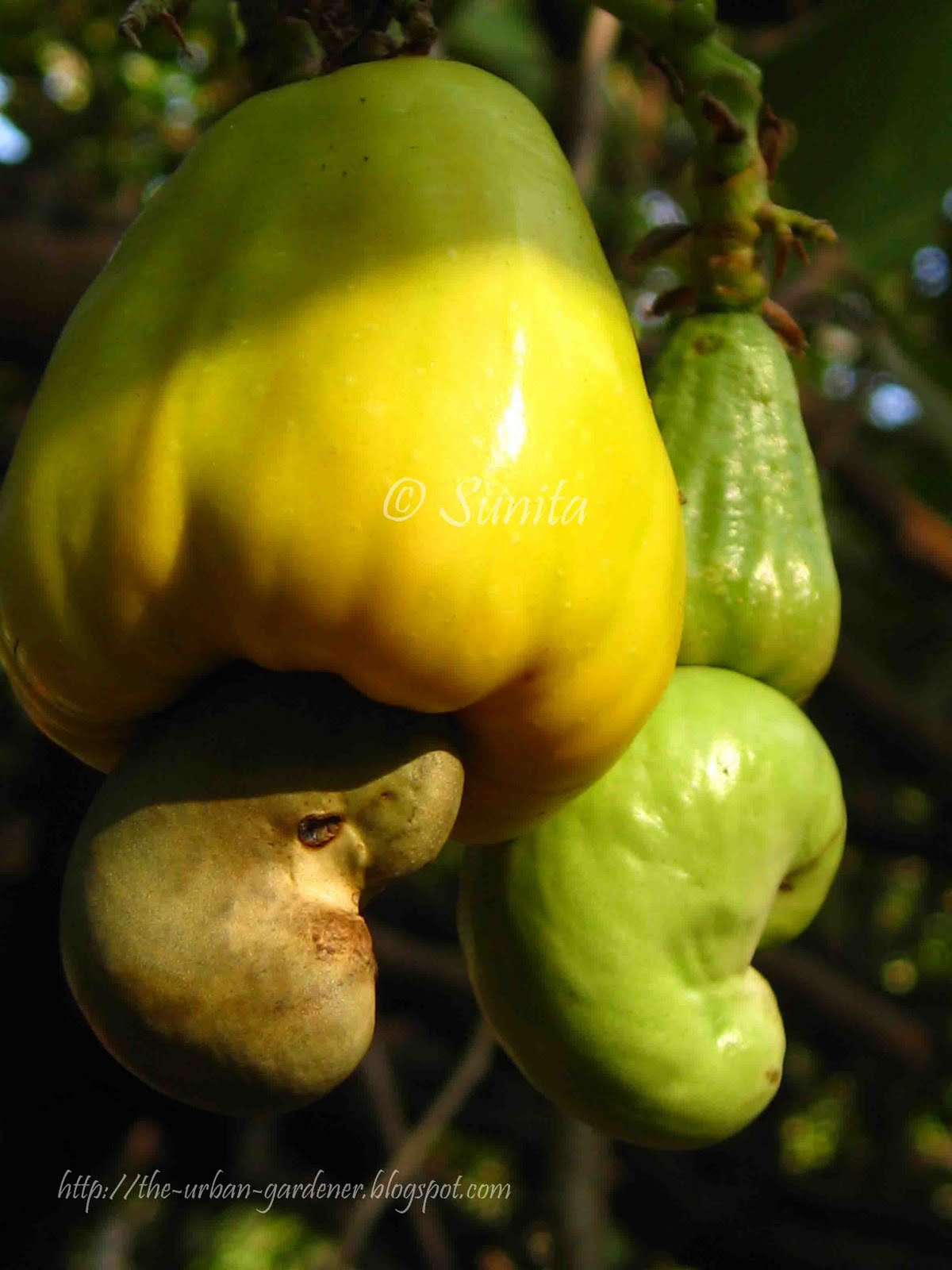 The Urban Gardener: Summer snapshots : cashew like it