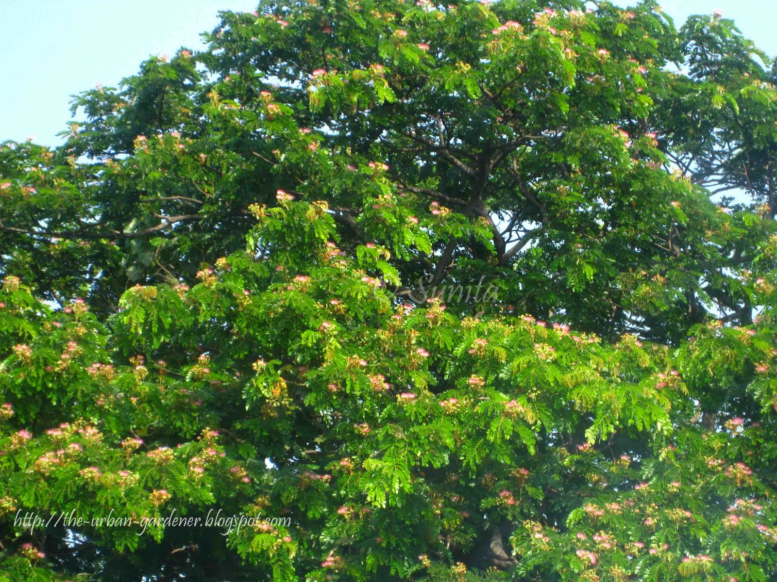 The Urban Gardener: Summer sherbet : Mumbai's flowering trees