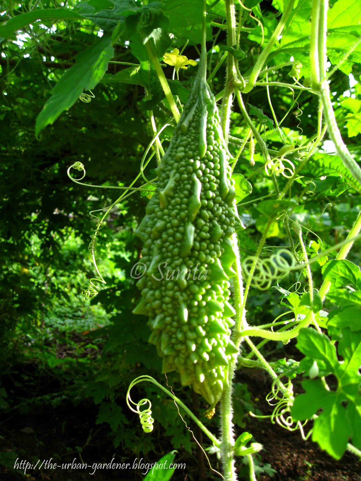 The Urban Gardener: September 2010