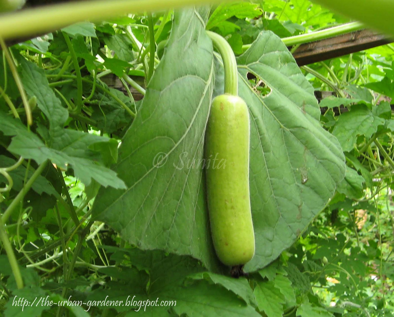 The Urban Gardener: September 2010