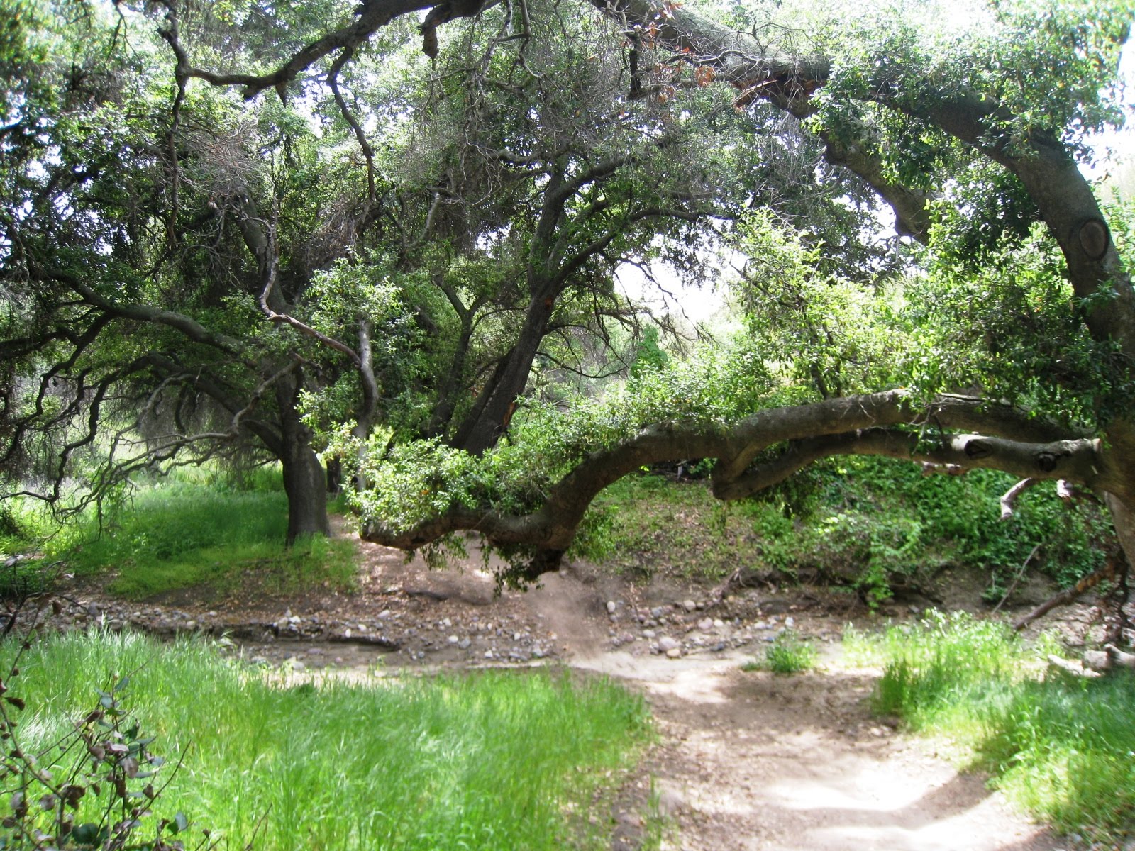 Whiting Ranch Wilderness Park (Portola Parkway Trailhead)