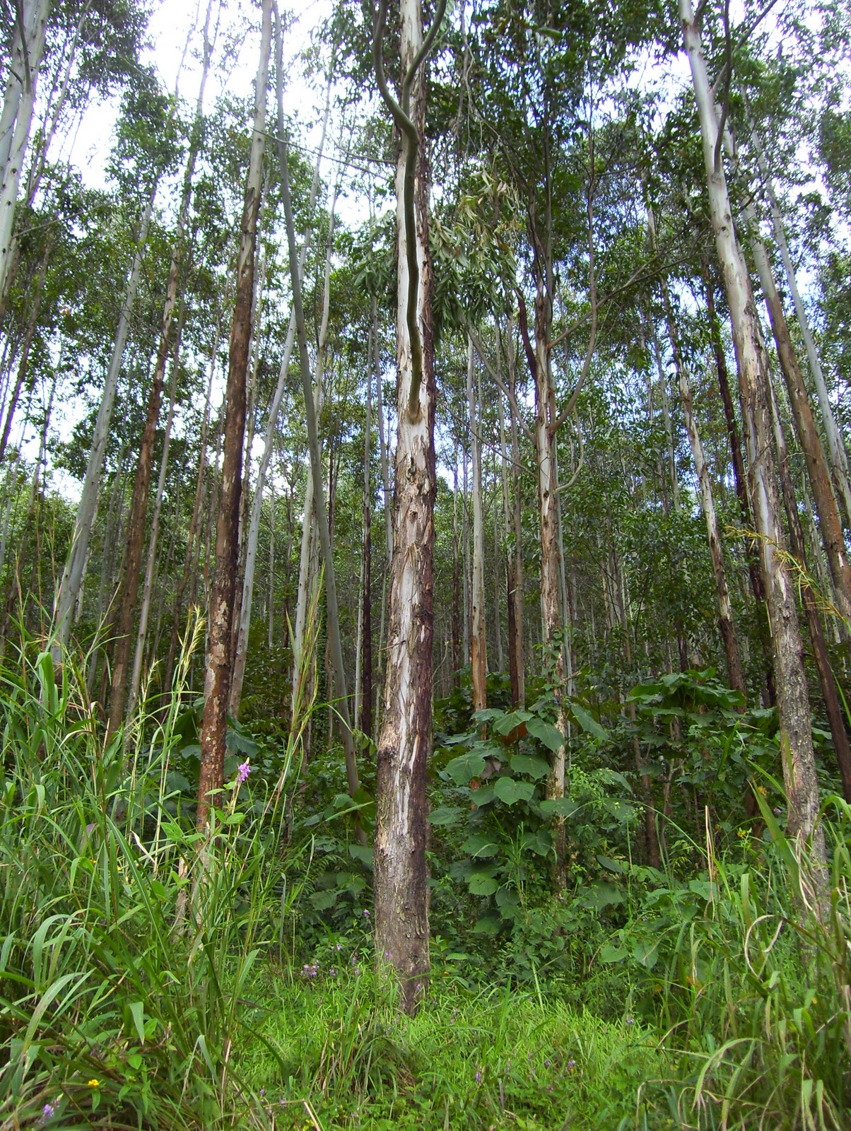 Danny in Cameroon: Fauna and Flora