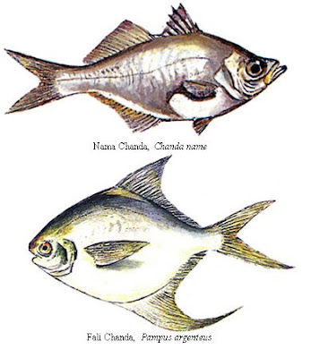 World wide picture: Bangladeshi fish, Fali Chanda, pampus argenteus ...