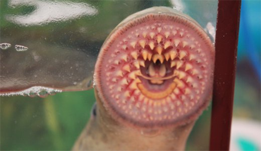 MEmbajadora. Catas y enoturismo. : LA LAMPREA