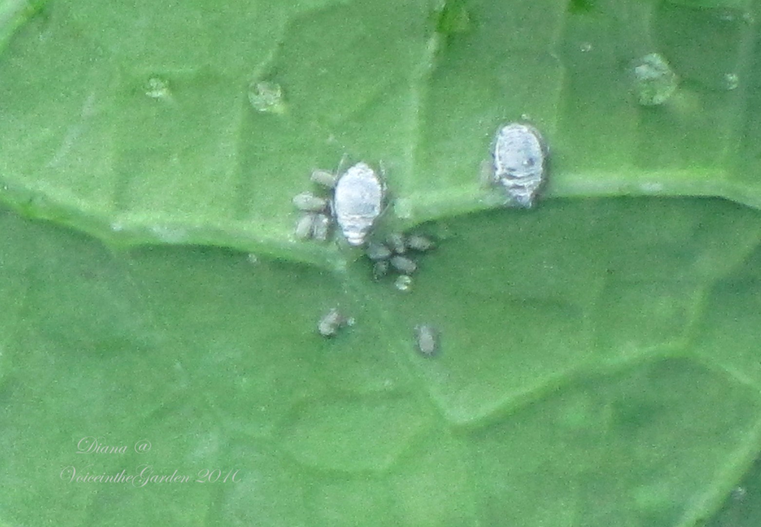 Voice In The Garden: Waning Harvest and Blue Moon