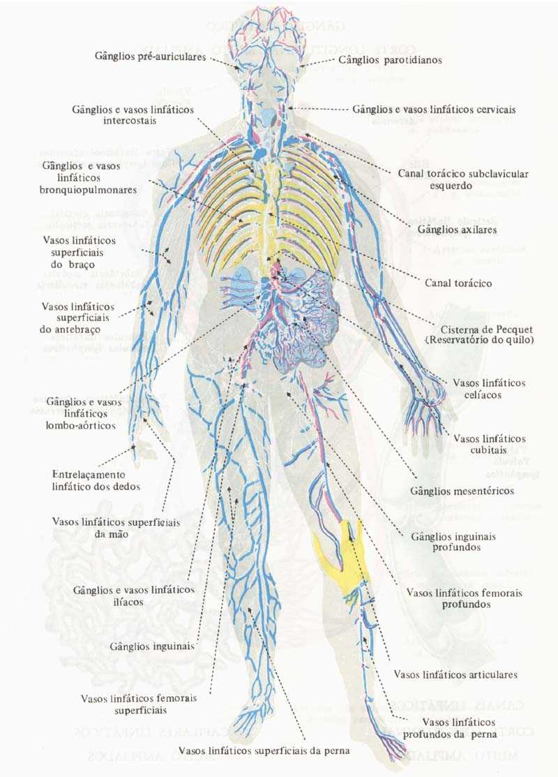 PiLi: SISTEMA LINFATICO