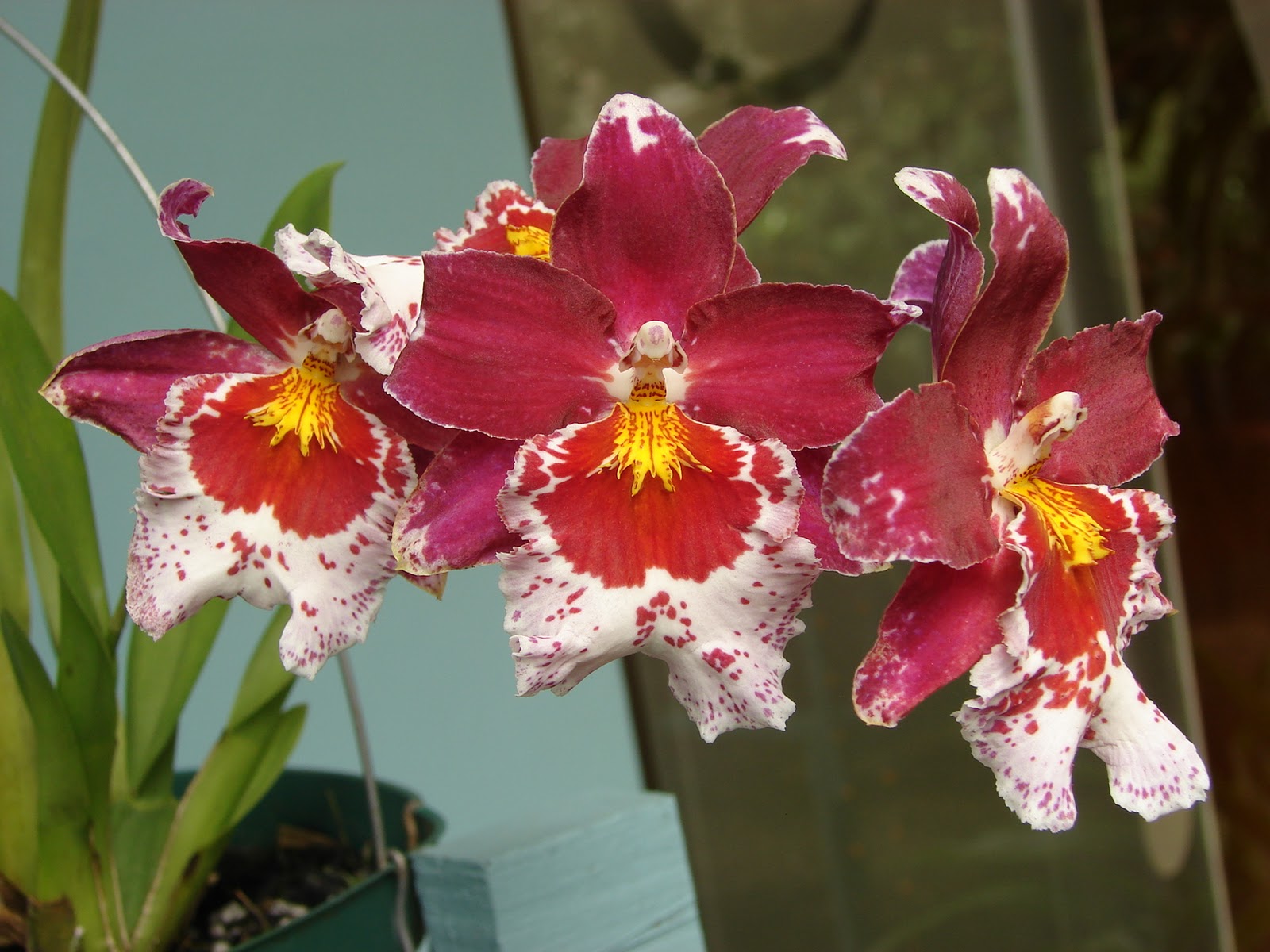 Vivero Tierra Prometida: Orquideas