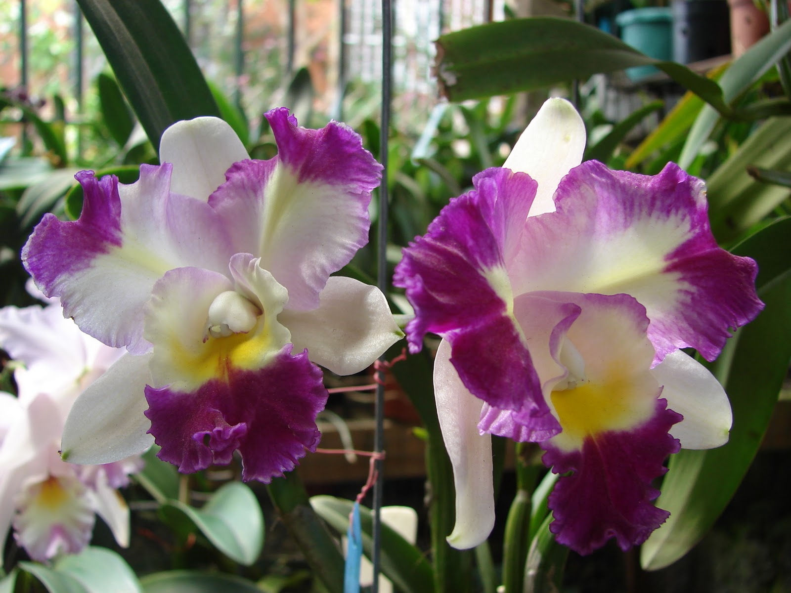 Vivero Tierra Prometida: Orquideas