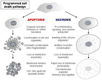 Patologia Sempre: NECROSE X APOPTOSE
