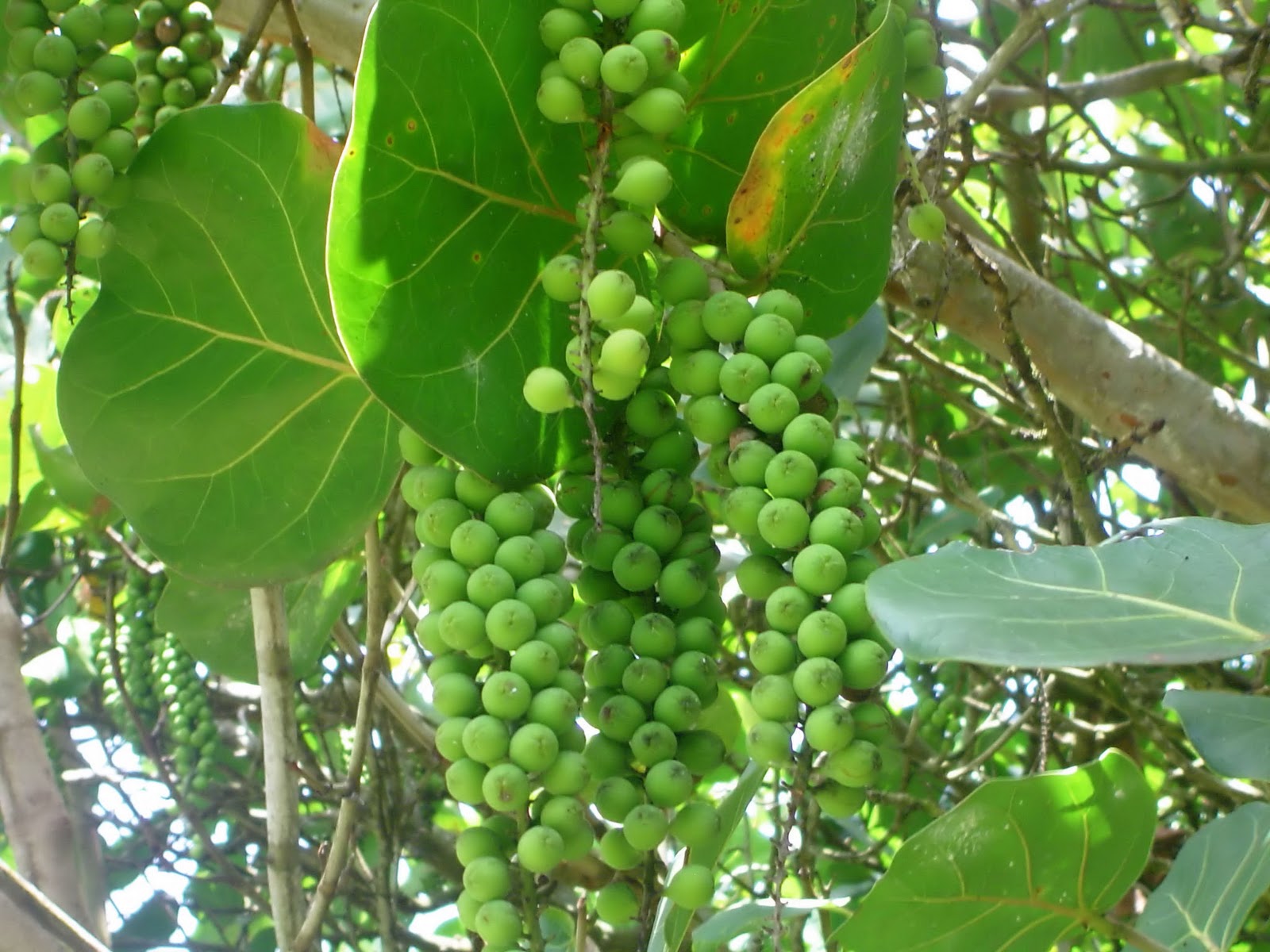 Foto Blog Puerto Rico: Uvas de Playa