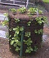 Treats from the vegetable garden