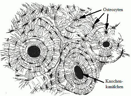 Osteoporose - Handeln bevor der Knochen bricht: Anatomisch-Physiologisches