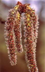 Consejos sobre tratamientos naturales de salud: ALAMO TEMBLON (Populus ...