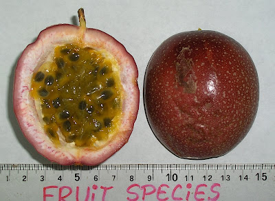 Fruit Species: PASSION FRUIT (Purple Rind)