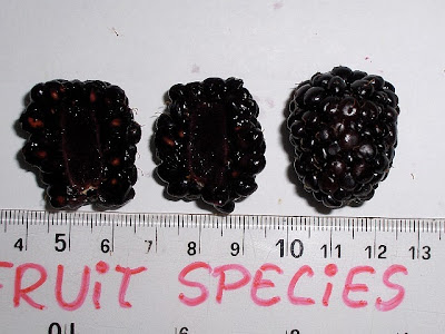 Fruit Species: BLACKBERRY