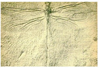 ¿BICHOS O INSECTOS?: Ultima clase de Origen y Evolución de los Insecto ...