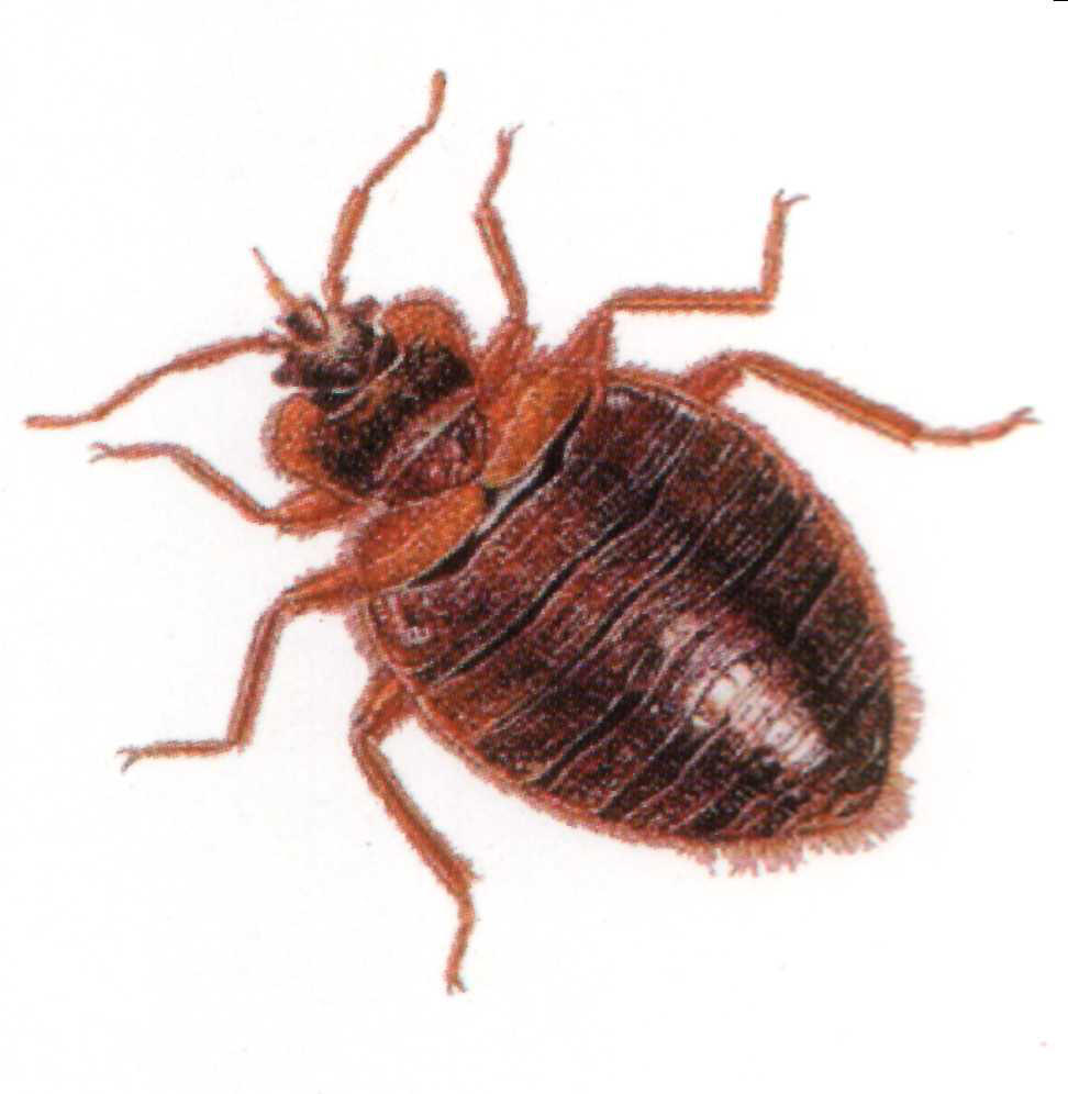 Higiene Atual: SOBRE OS PERCEVEJOS DE CAMA (BEDBUGS)